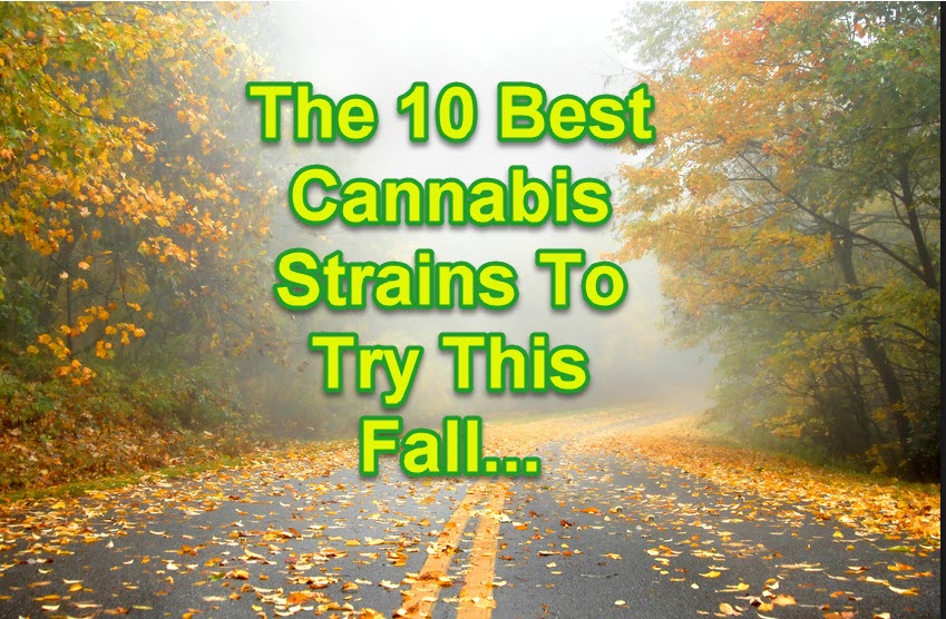 The 10 Best Cannabis Strains To Try This Fall