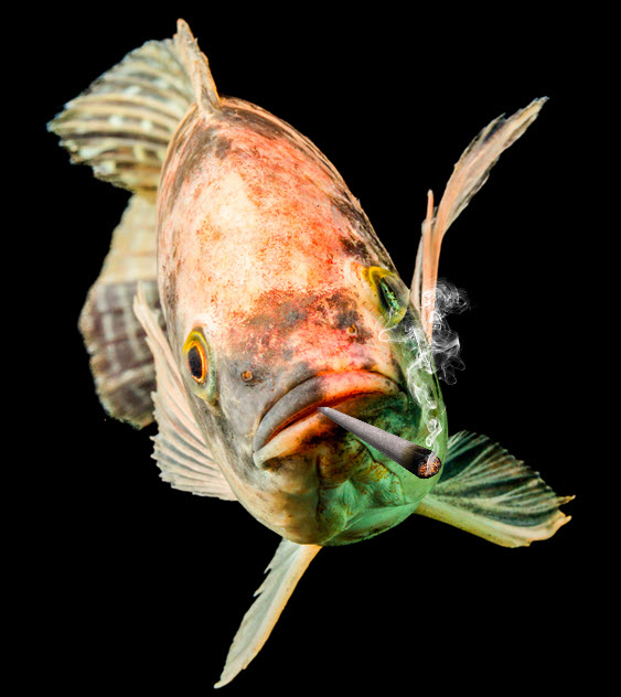 What if You Could Grow Aquaponic Cannabis Farms at a Commercial Scale?