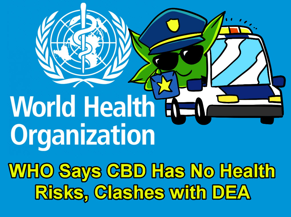 World Health Organization: CBD Has No Health Risks