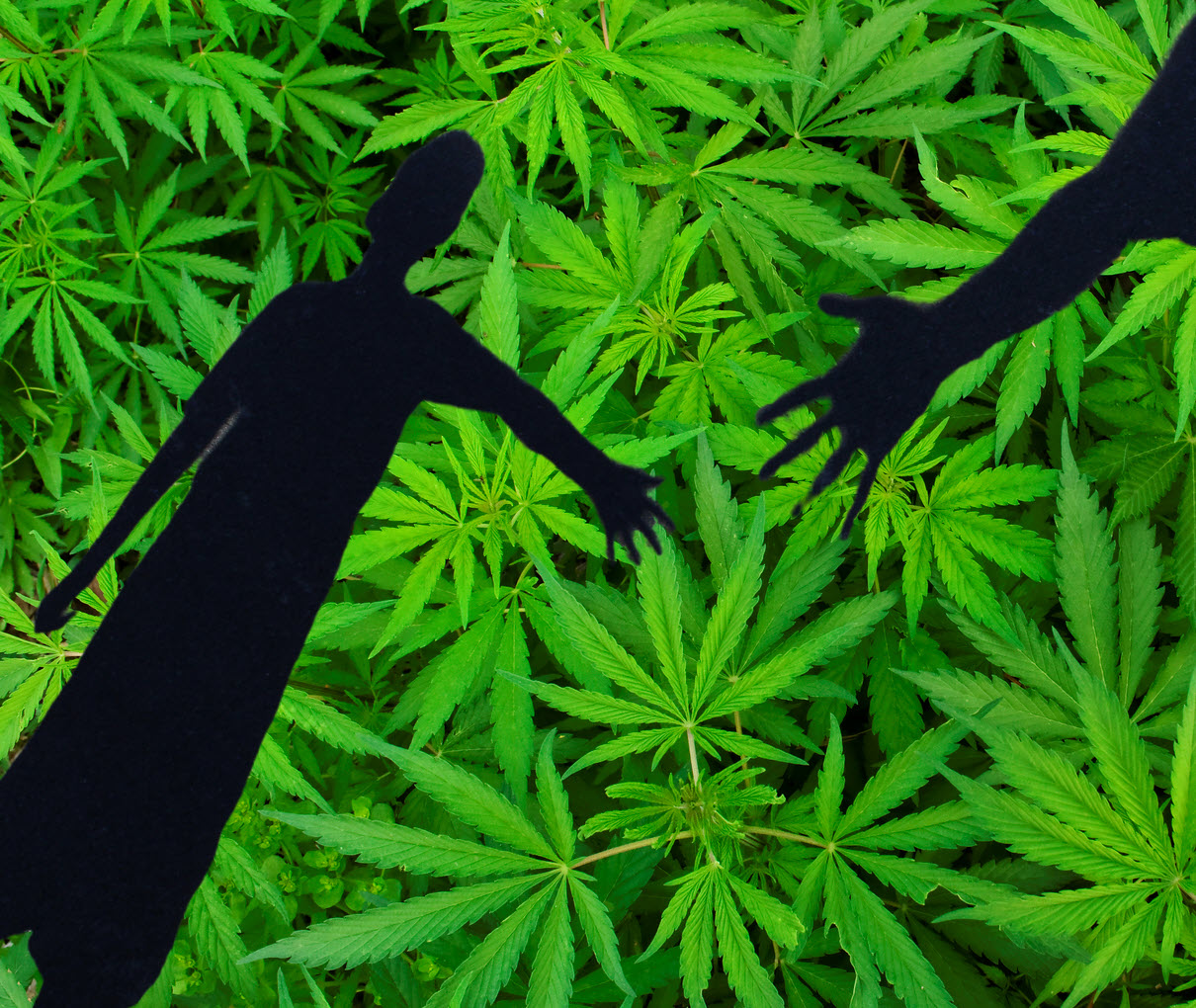What Is Shadow Therapy Work And How Is Cannabis Helping Patients What Is Shadow Therapy Work And How Is Cannabis Helping Patients