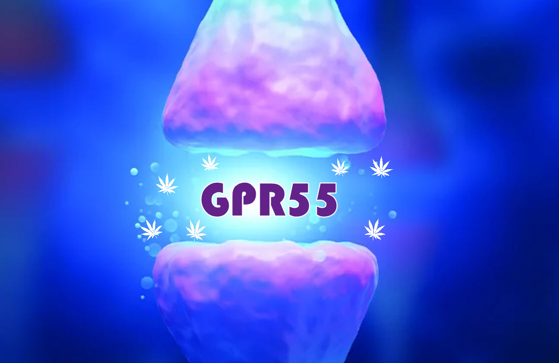GPR55 - The Third Cannabinoid Receptor