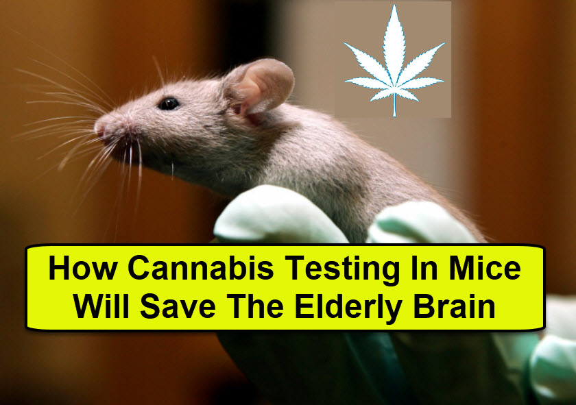 Of Mice and Marijuana – Cannabis Could Improve Cognitive Functionality ...