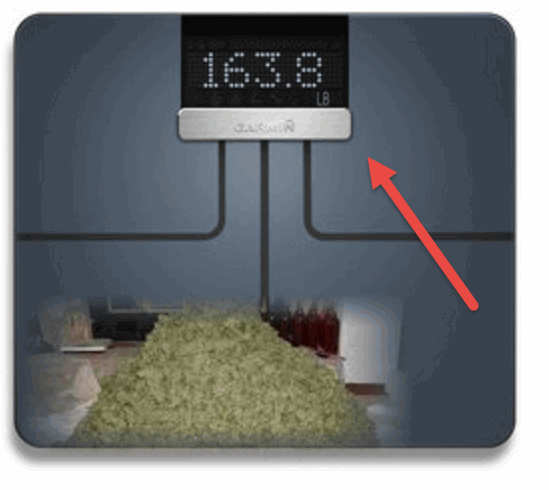 How Potent Is Marijuana?