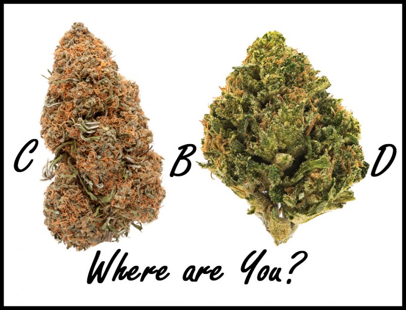 Why Aren't There More CBD Dominant Strains and is That About to Change? Why Aren't There More CBD Dominant Strains and is That About to Change?