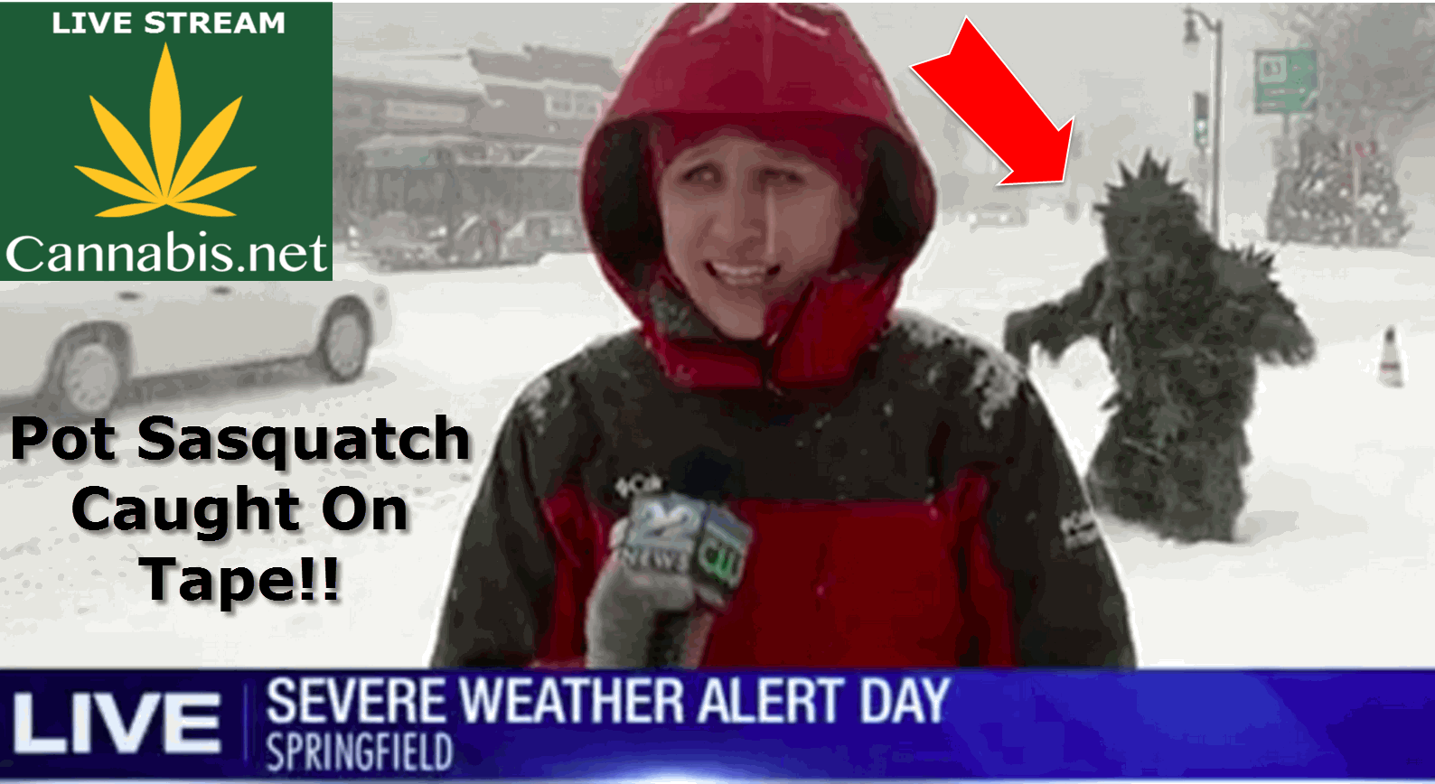 Pot Sasquatch Finally Caught On Tape