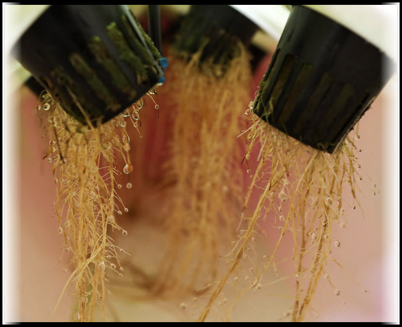 Aeroponic Cannabis Plant Roots vs. Soil Grown Roots - Which One is ...