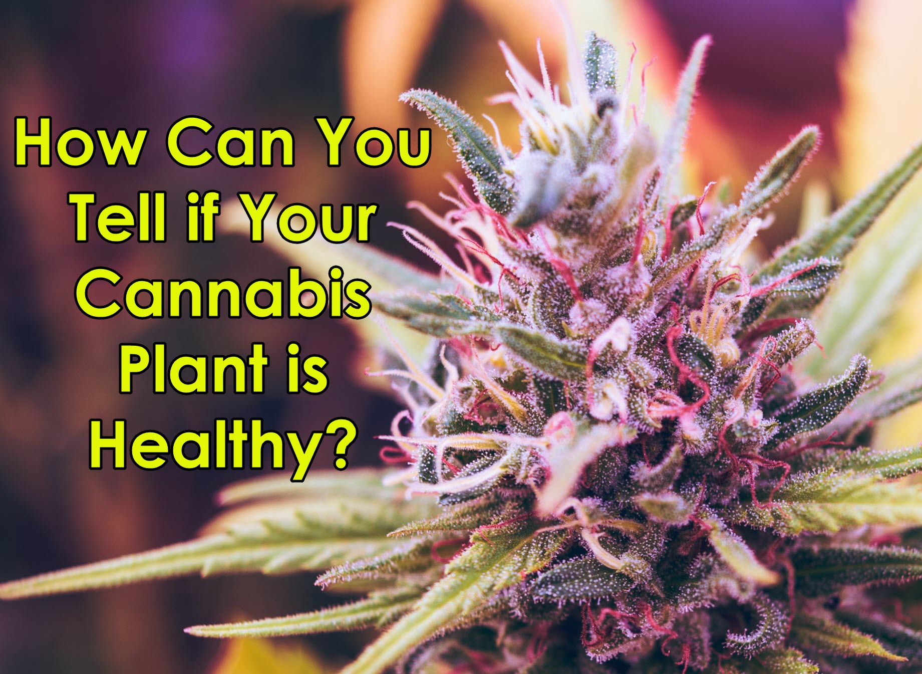 Is My Cannabis Plant Healthy How Do You Know Is My Cannabis Plant Healthy How Do You Know