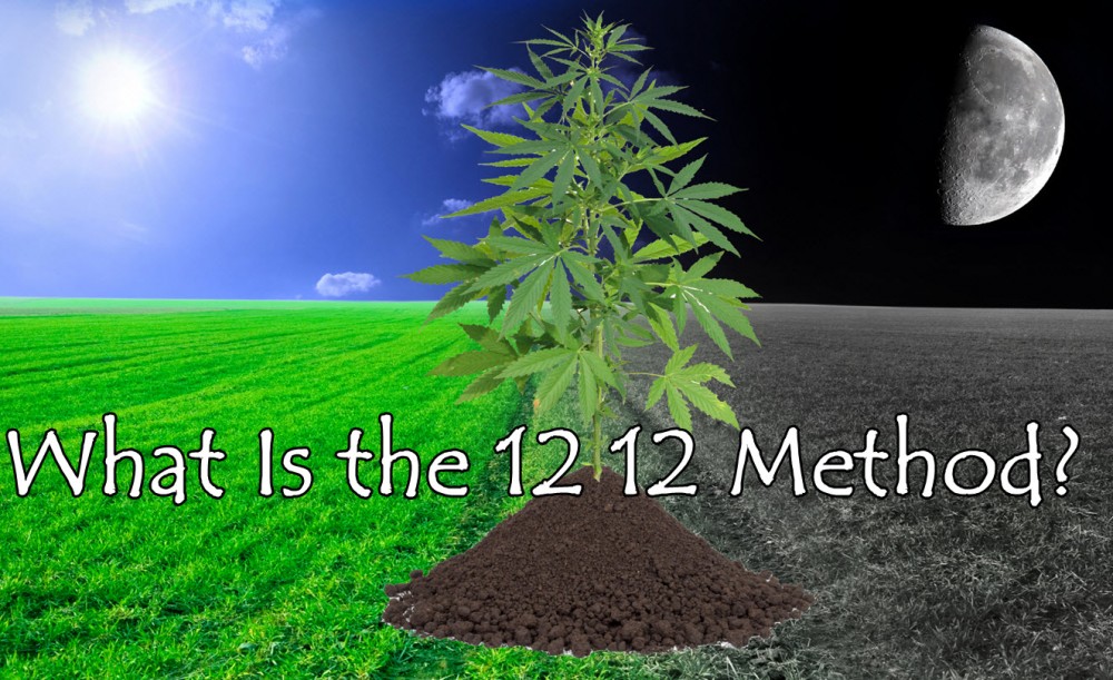 The 12 12 Method The New Craze In The Canna Cultivation World